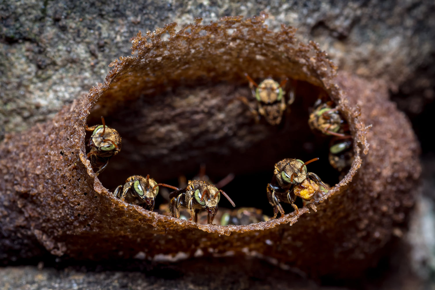 Who's That Bee! Stingless Bees 🤯 – The John Russell Honey Company